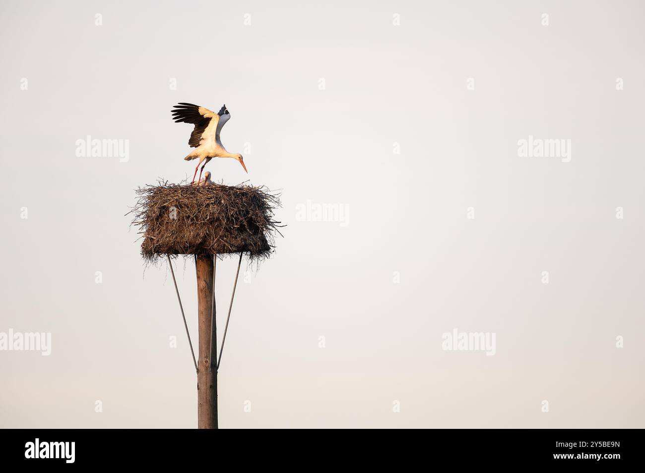 a beautiful stork family, amazing moment Stock Photo - Alamy
