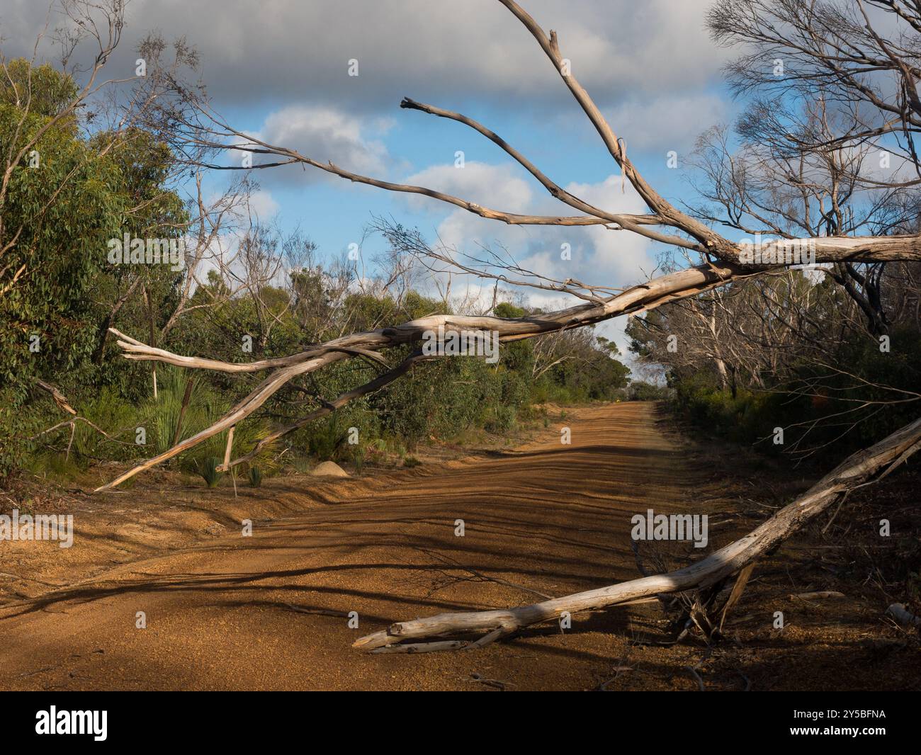 Fallen gum tree lies across dirt road on Kangaroo Island in South ...