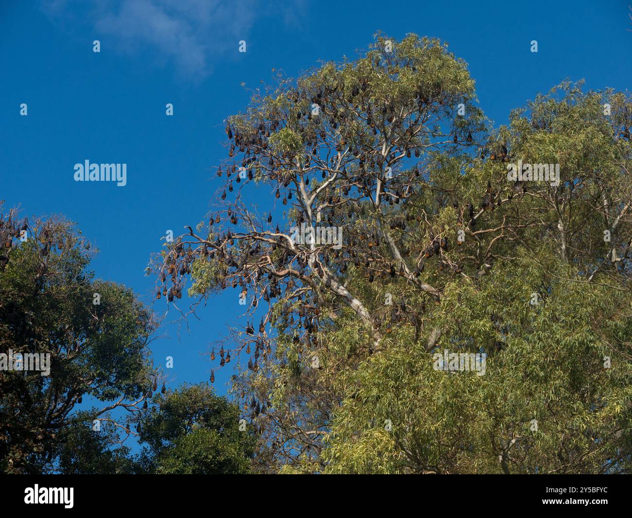 Fruit bats in eucalyptus trees hi-res stock photography and images - Alamy