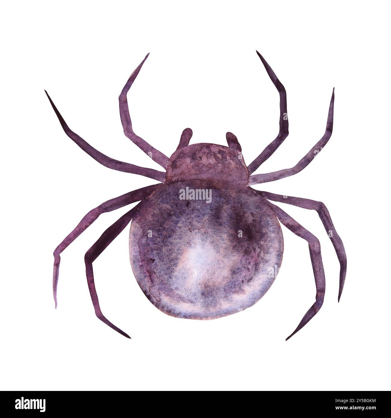 Black spider. Monochrome drawing of dangerous arthropod arachnid ...