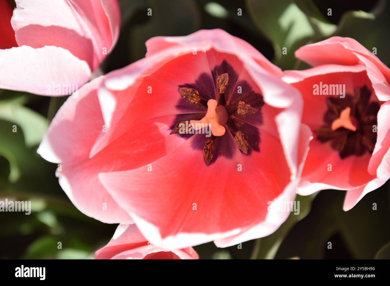 Fondo rosa rosa hi-res stock photography and images - Alamy
