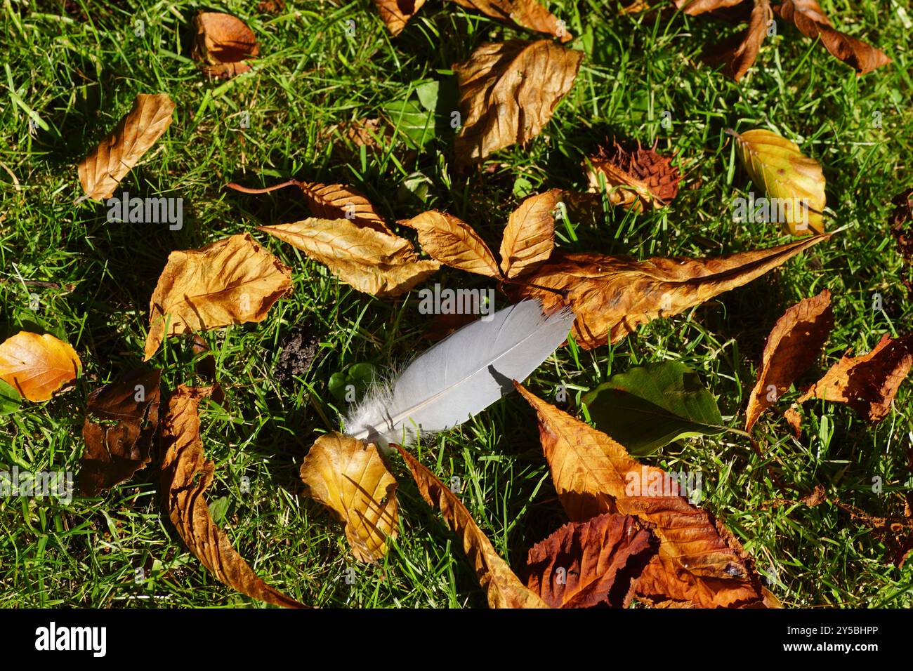 lose up autumn leaves (chestnut, beech) and grey feather on the grass ...