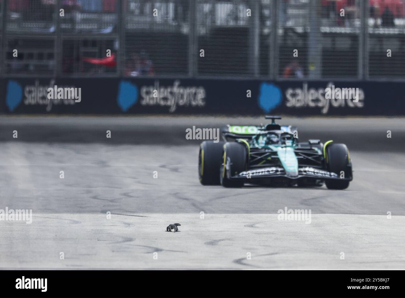 Singapore. 21st Sept 2024. Lizard on track, 18 STROLL Lance (can ...