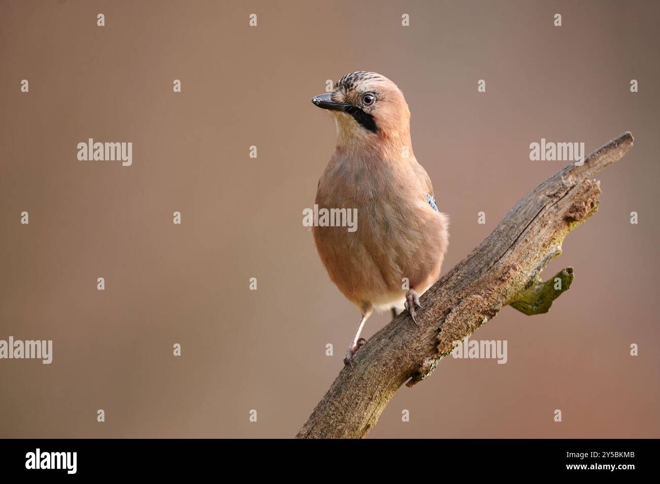 The eurasian jay (Garrulus glandarius) is a bird of the family Corvidae ...