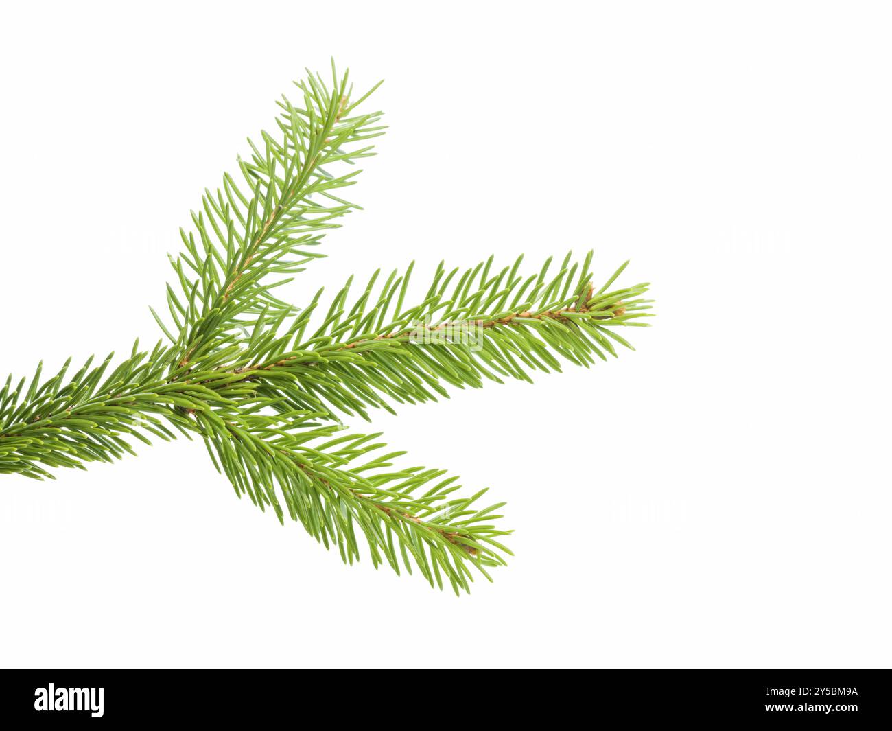 Fresh spruce green branch isolated on white background Stock Photo - Alamy