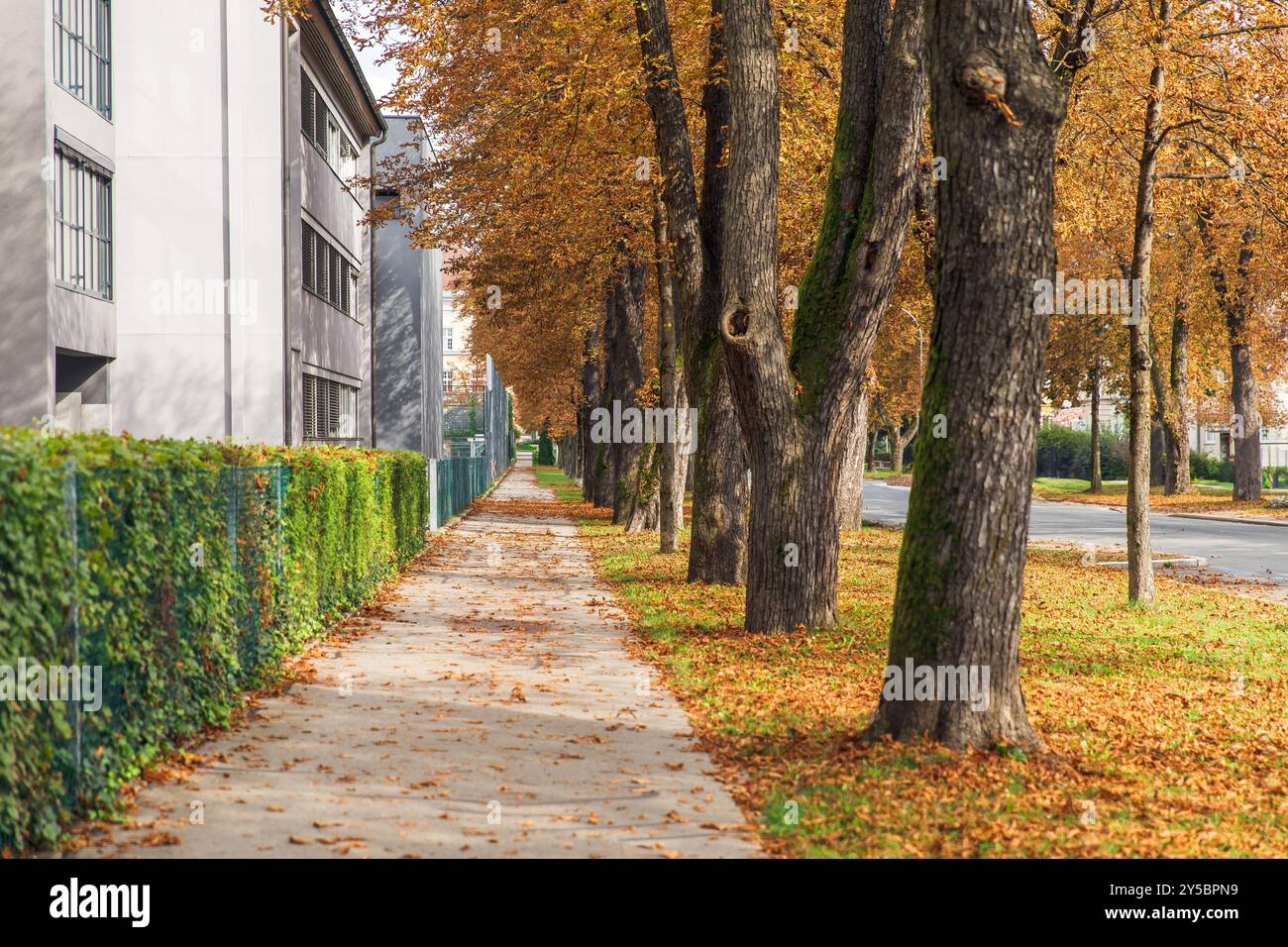 Autumn foliage along quiet urban street with tree-lined pathway in ...