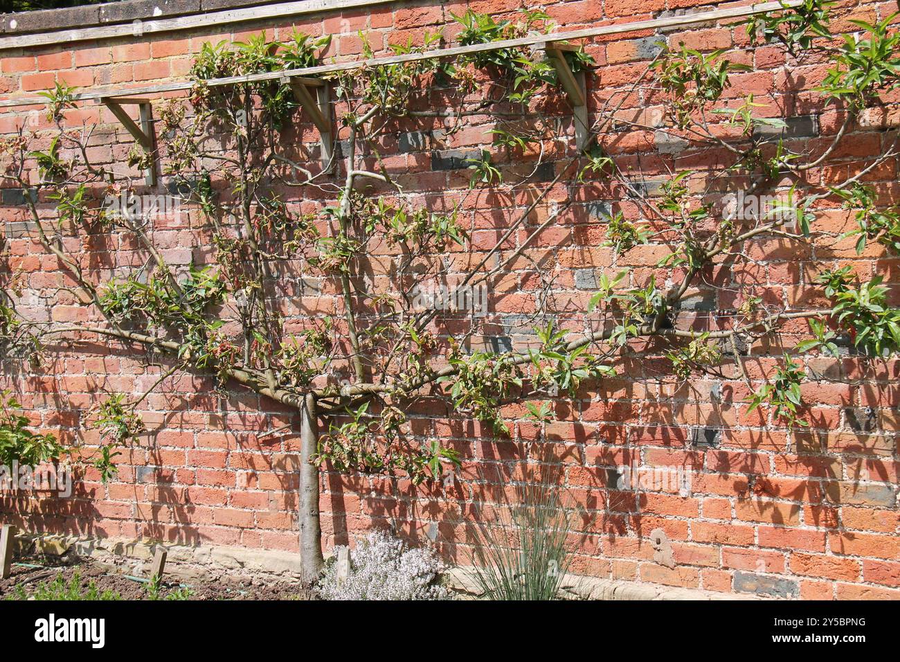 An Espalier Fruit Tree Growing on a High Garden Brick Wall Stock Photo ...