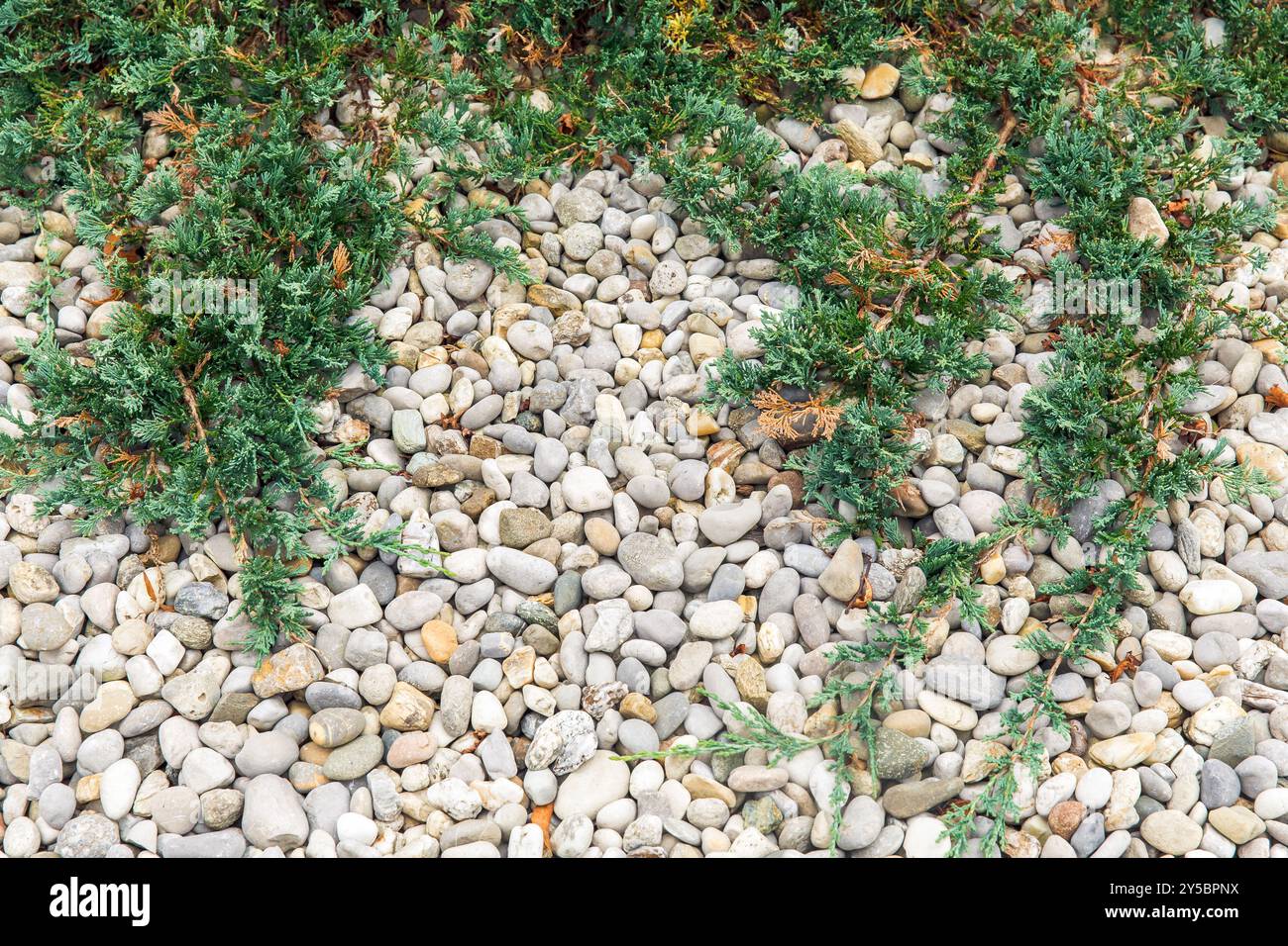 Groundcover shrubs arranged on a rocky terrain, showcasing greenery and ...