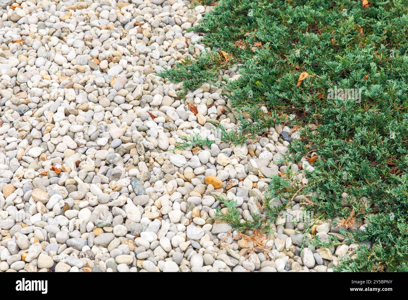 Landscaping with natural stones and plants, gravel and lush greenery ...