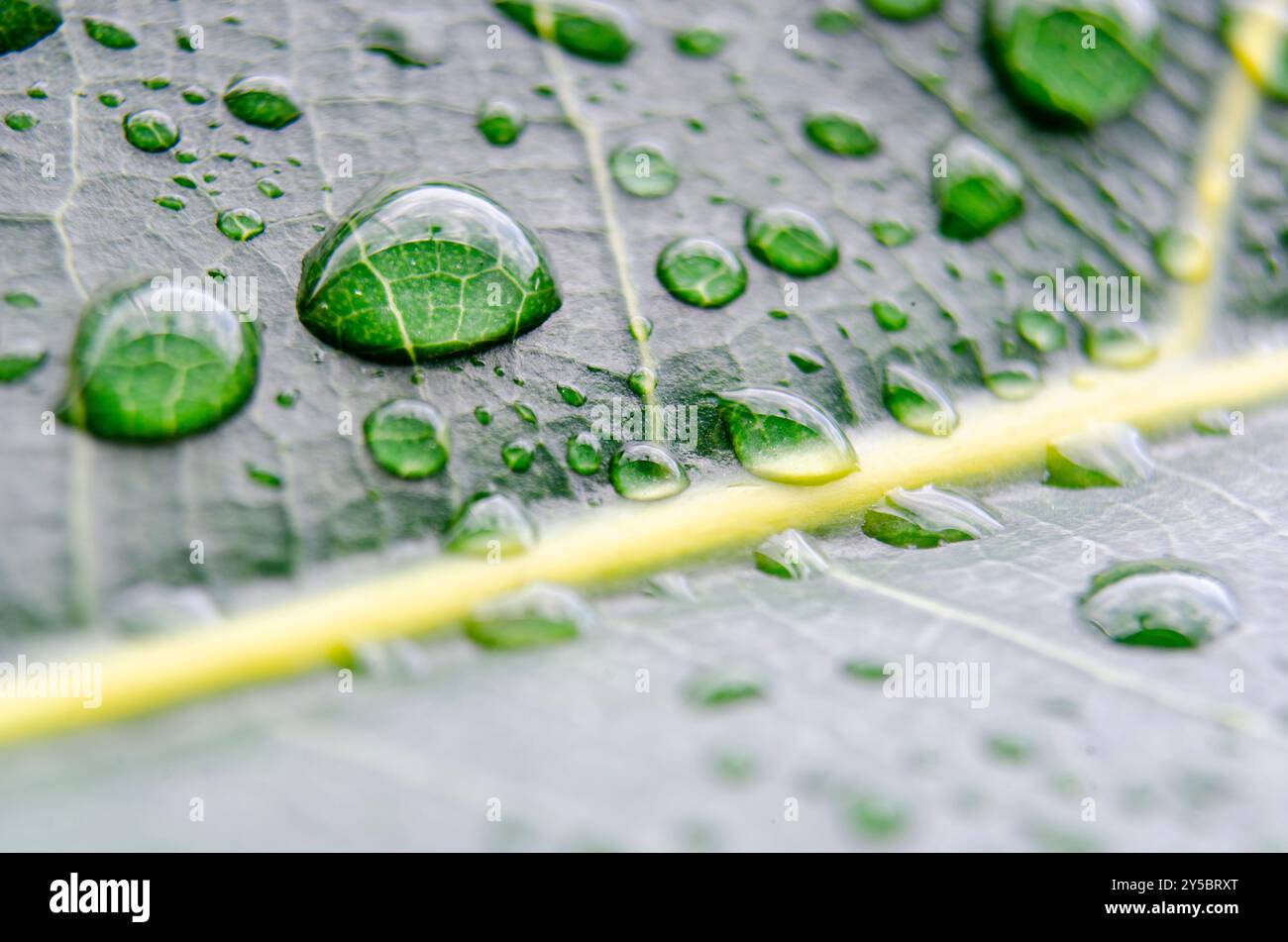 Leaf Veins in extreme close-up, with tiny droplets highlighting the ...