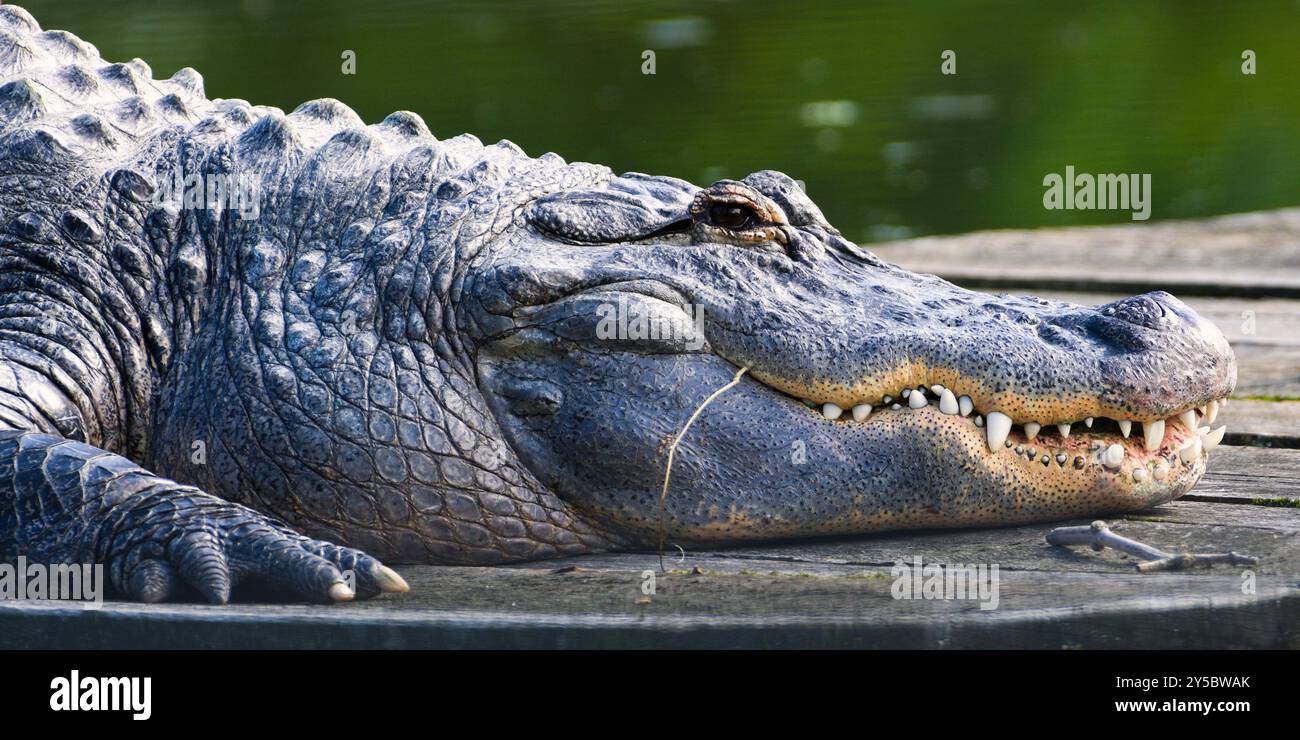 Alligator mississippiensis aka American Alligator close-up head portait ...