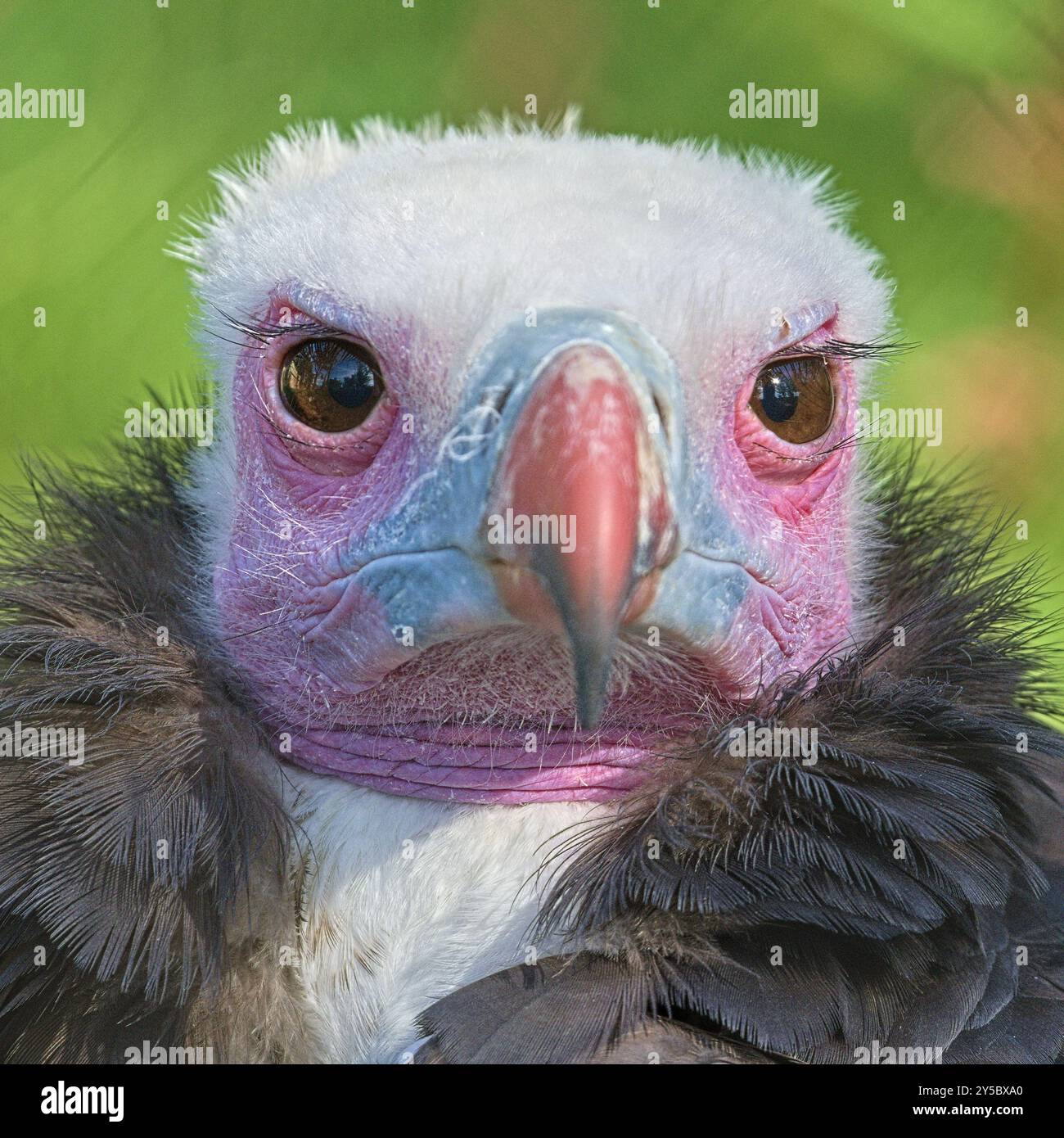 Trigonoceps occipitalis aka White-headed Vulture close-up head portrait ...