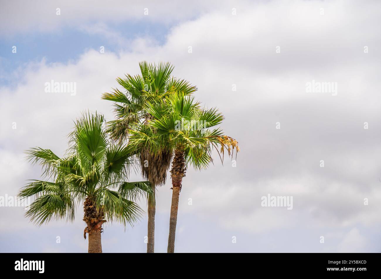 Palm trees against bright hi-res stock photography and images - Alamy