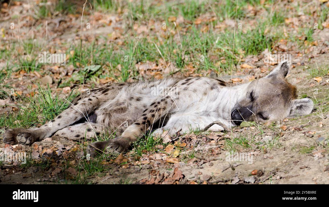 Crocuta crocuta aka Spotted hyena is sleeping on the sun. Zoo Lesna ...