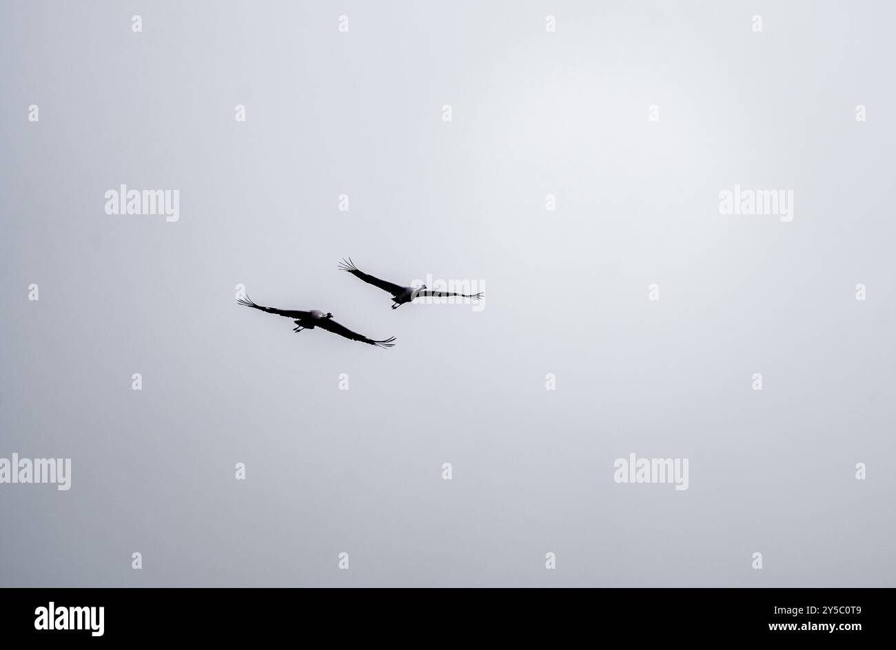 Flying migratory birds in hi-res stock photography and images - Alamy