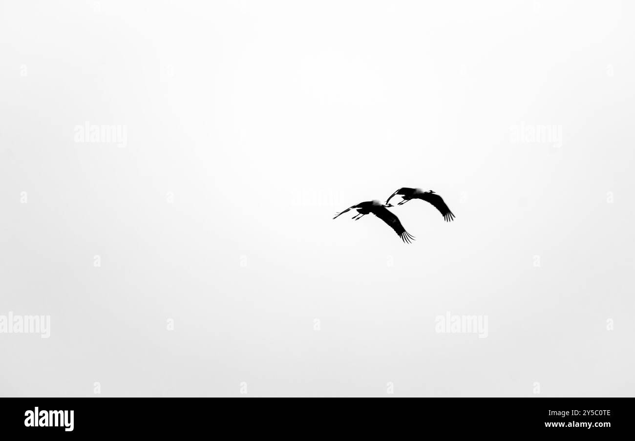 Flying migratory birds in the sky. Black and white shot in winter Stock ...
