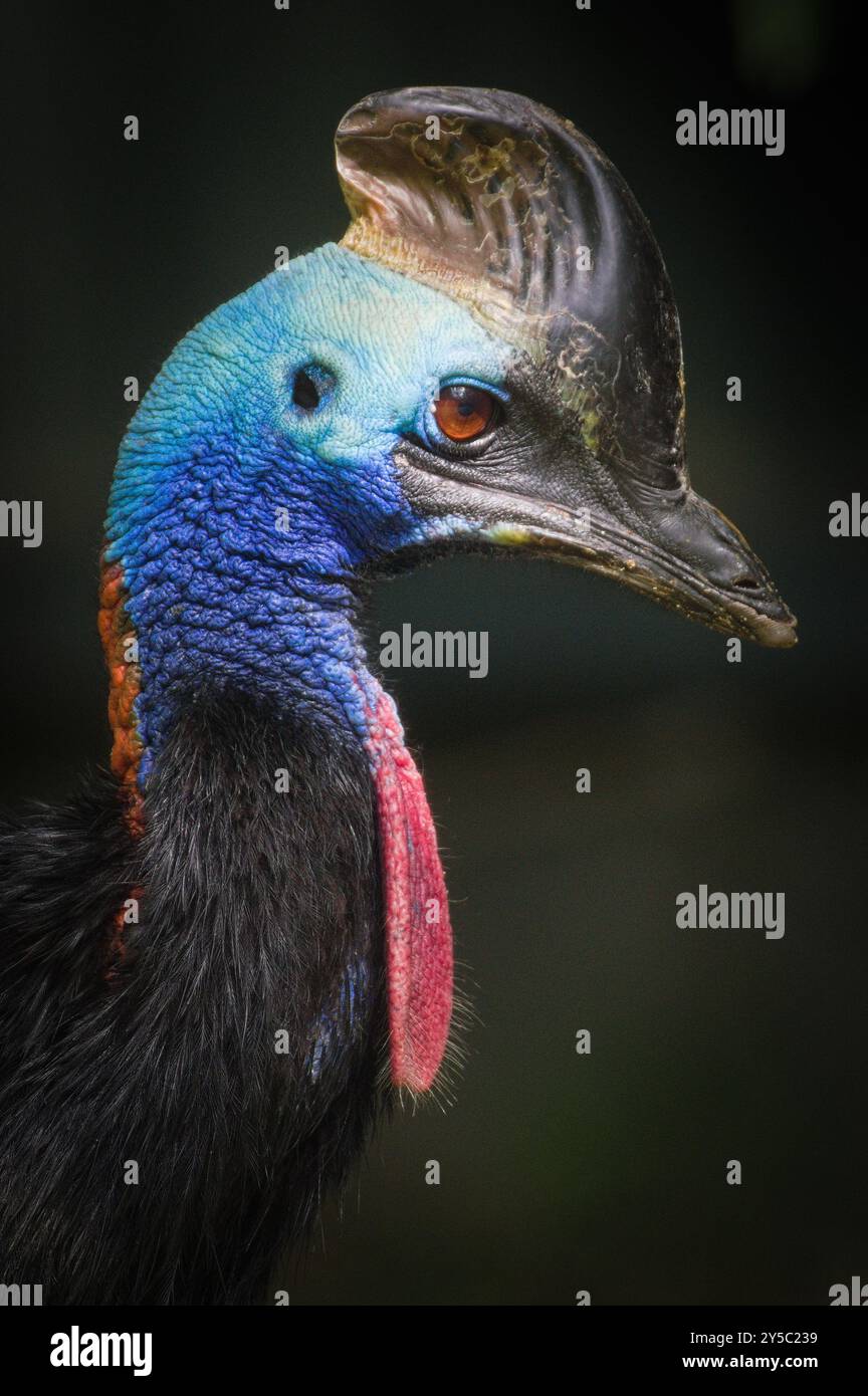 Casuarius casuarius aka Southern Cassowary close-up head portrait ...