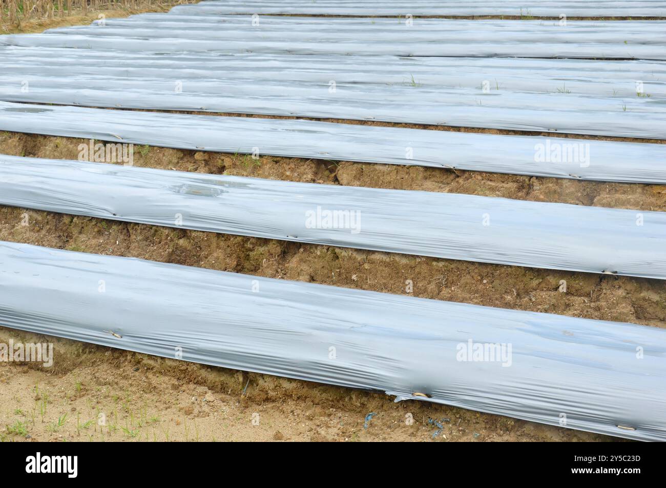 fields covered with plastic mulch forProtects soil from erosion ...