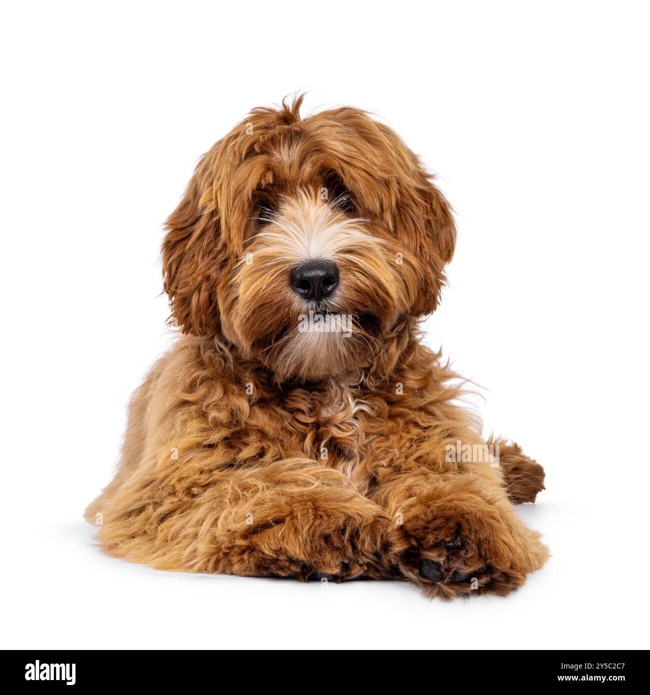 Adorable young labradoodle dog pup with white spots, lying down facing ...