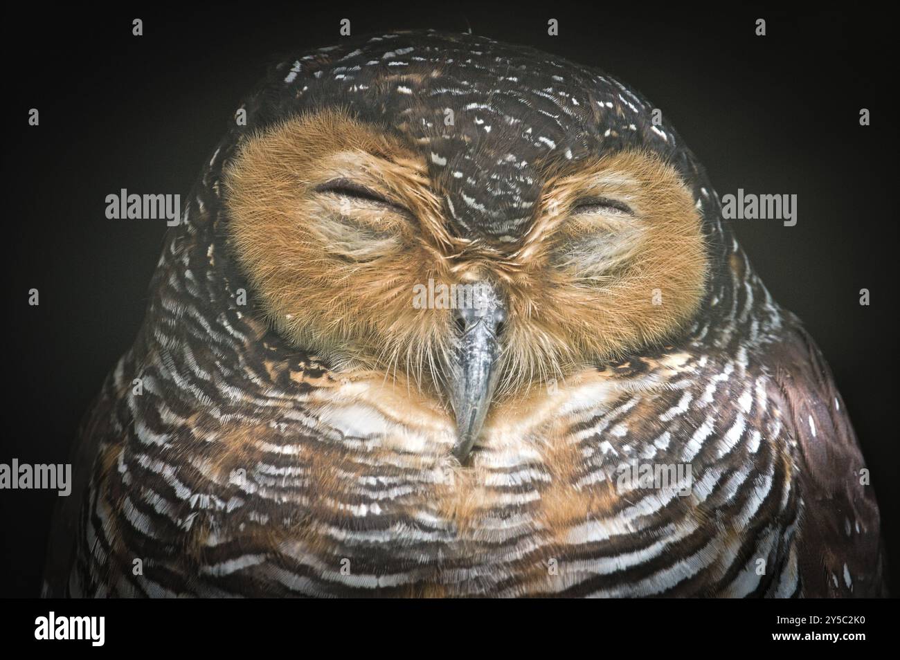 Strix seloputo aka Spotted wood owl. Close-up head portrait of sleeping ...