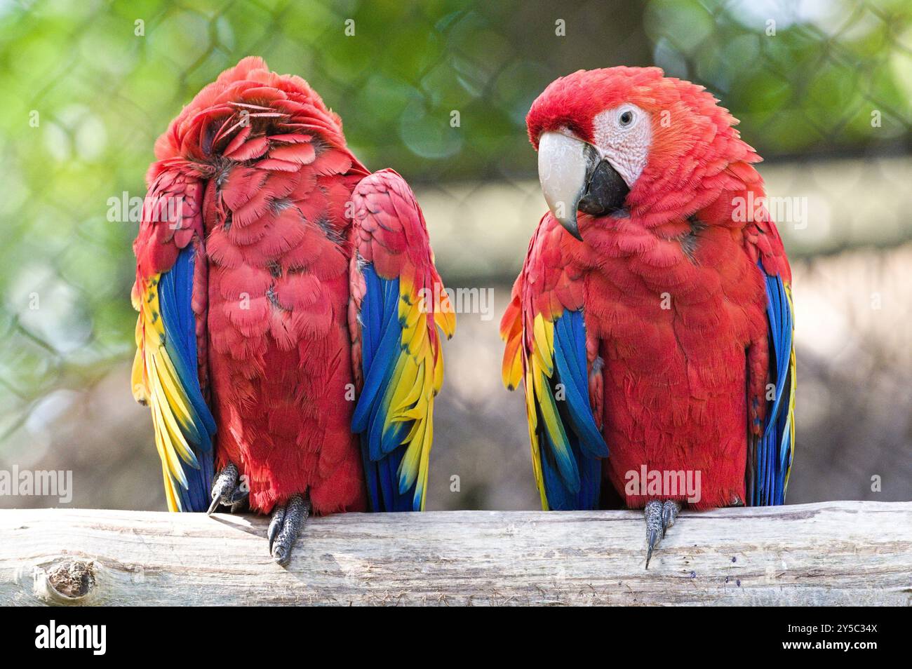 Scarlet macaw aka Ara macao or Ara arakanga. Amazing colorful parrot in ...