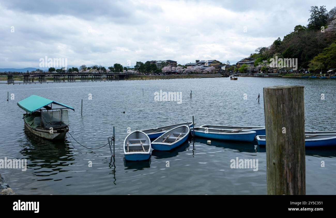 Boats in Uji river, Kyoto Japan. Wooden bridge and cherry blossom ...