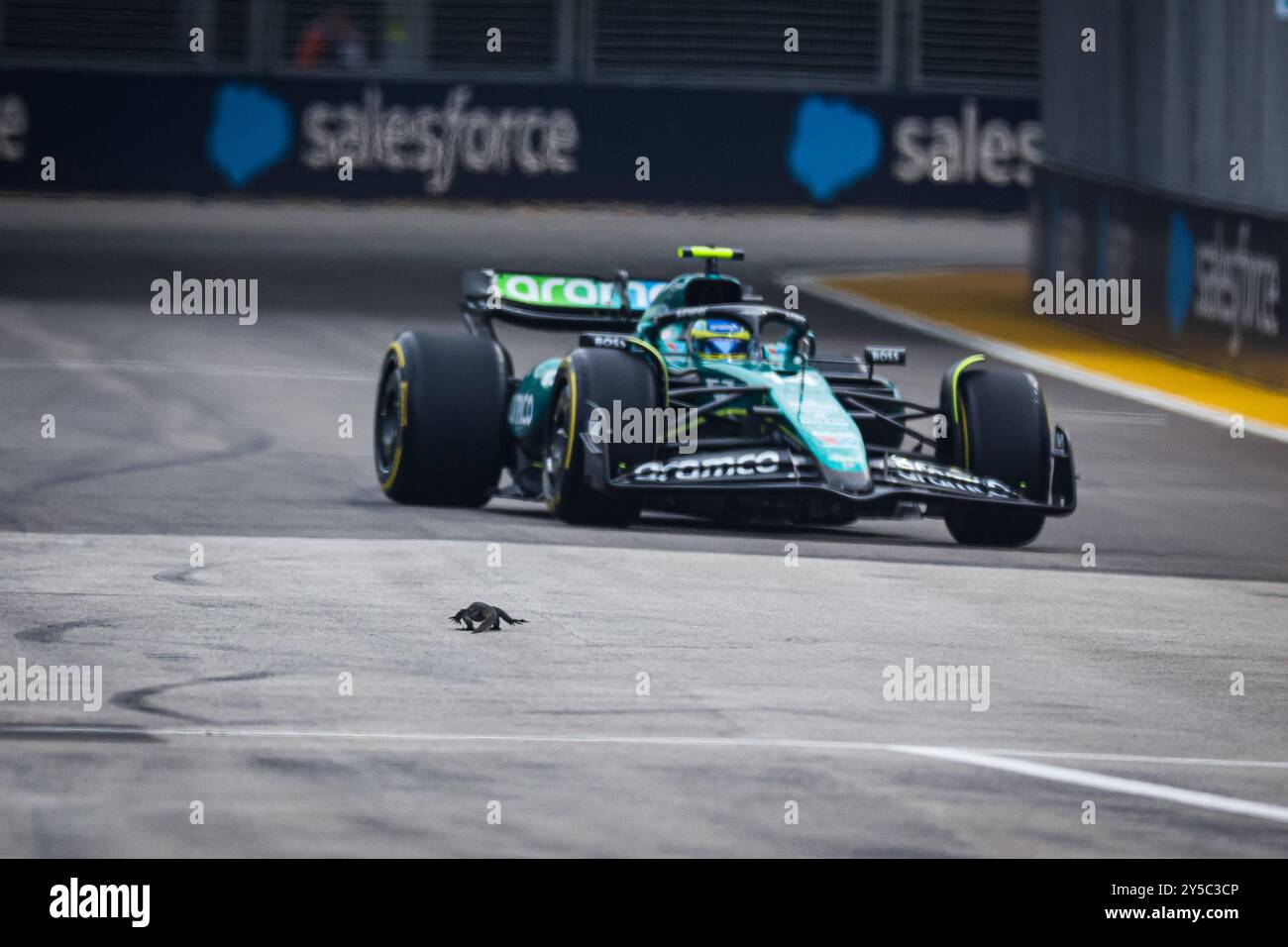 Singapore. 21st Sept 2024. A lizard on the track while FP3 is underway ...