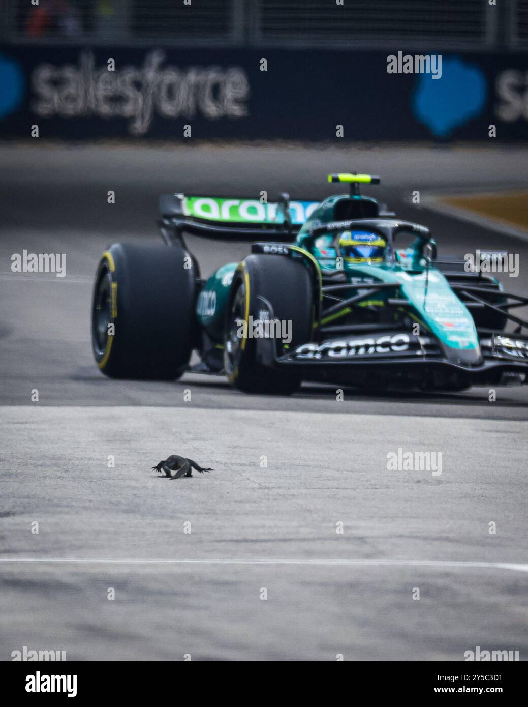 Singapore. 21st Sept 2024. A lizard on the track while FP3 is underway ...