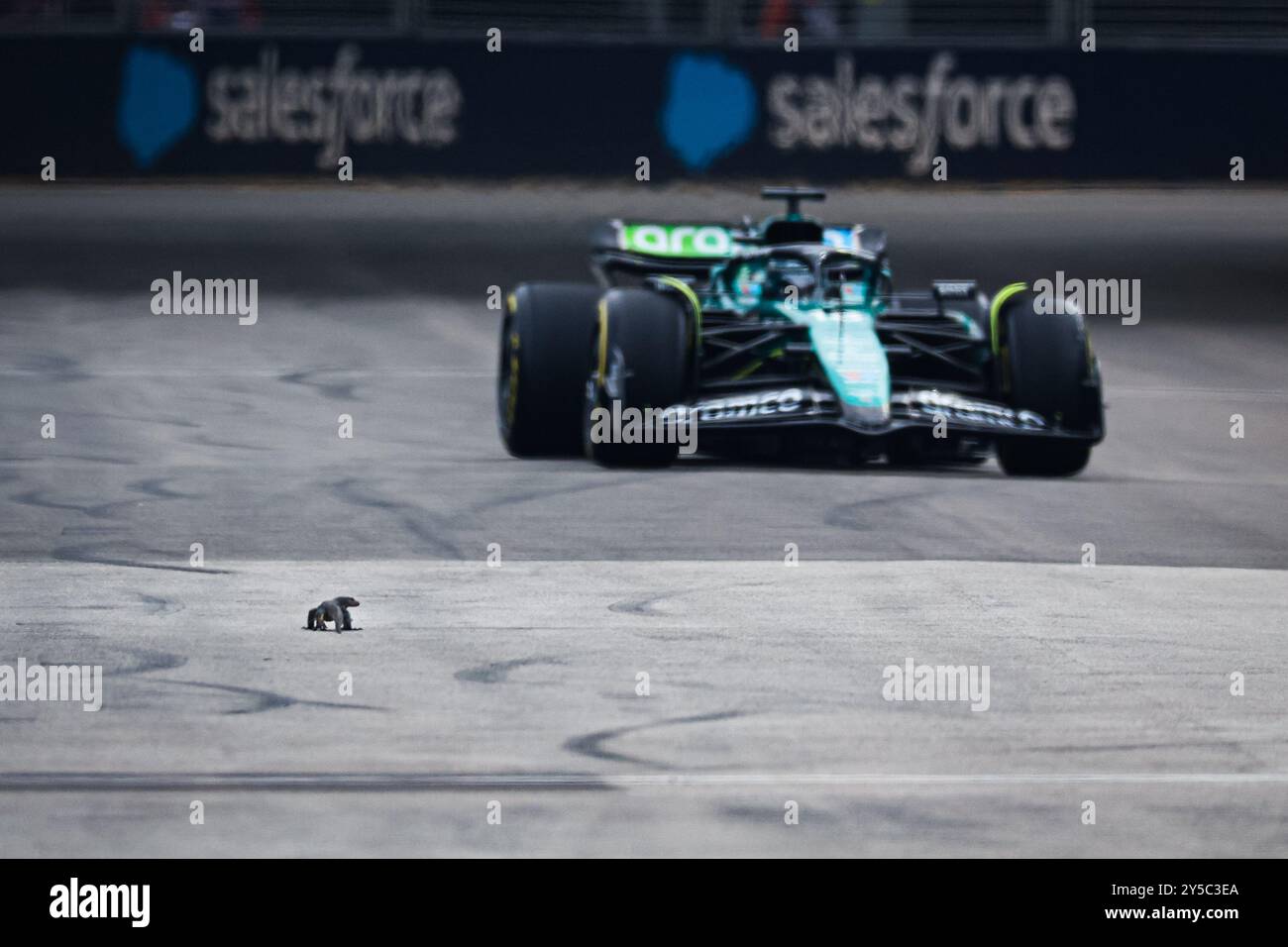 Singapore. 21st Sept 2024. A lizard on the track while FP3 is underway ...