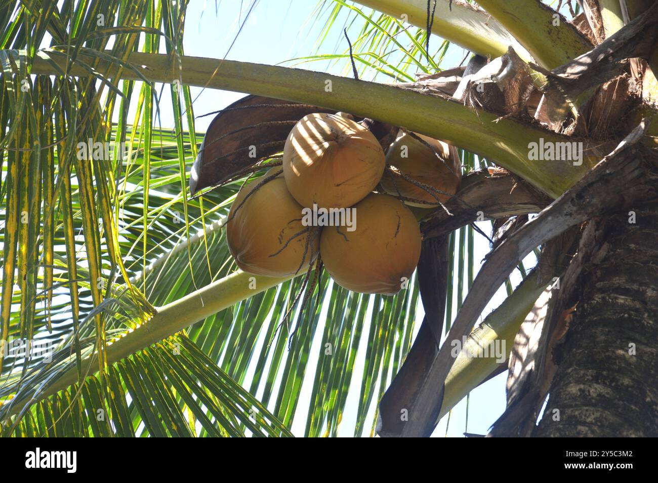 Ivory coconut hi-res stock photography and images - Alamy