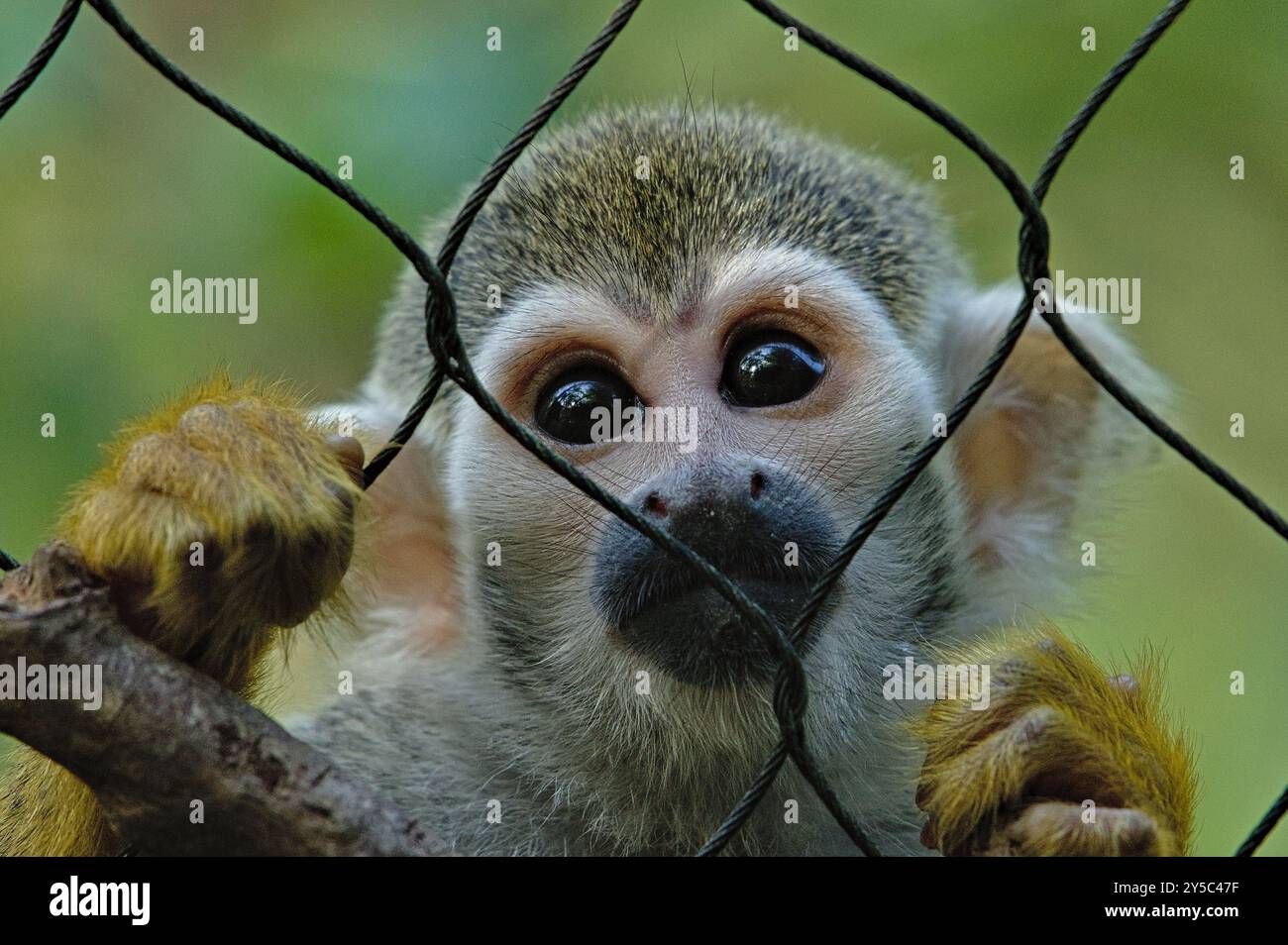 Saimiri sciureus aka Common Squirrel Monkey. Close-up head portrait ...