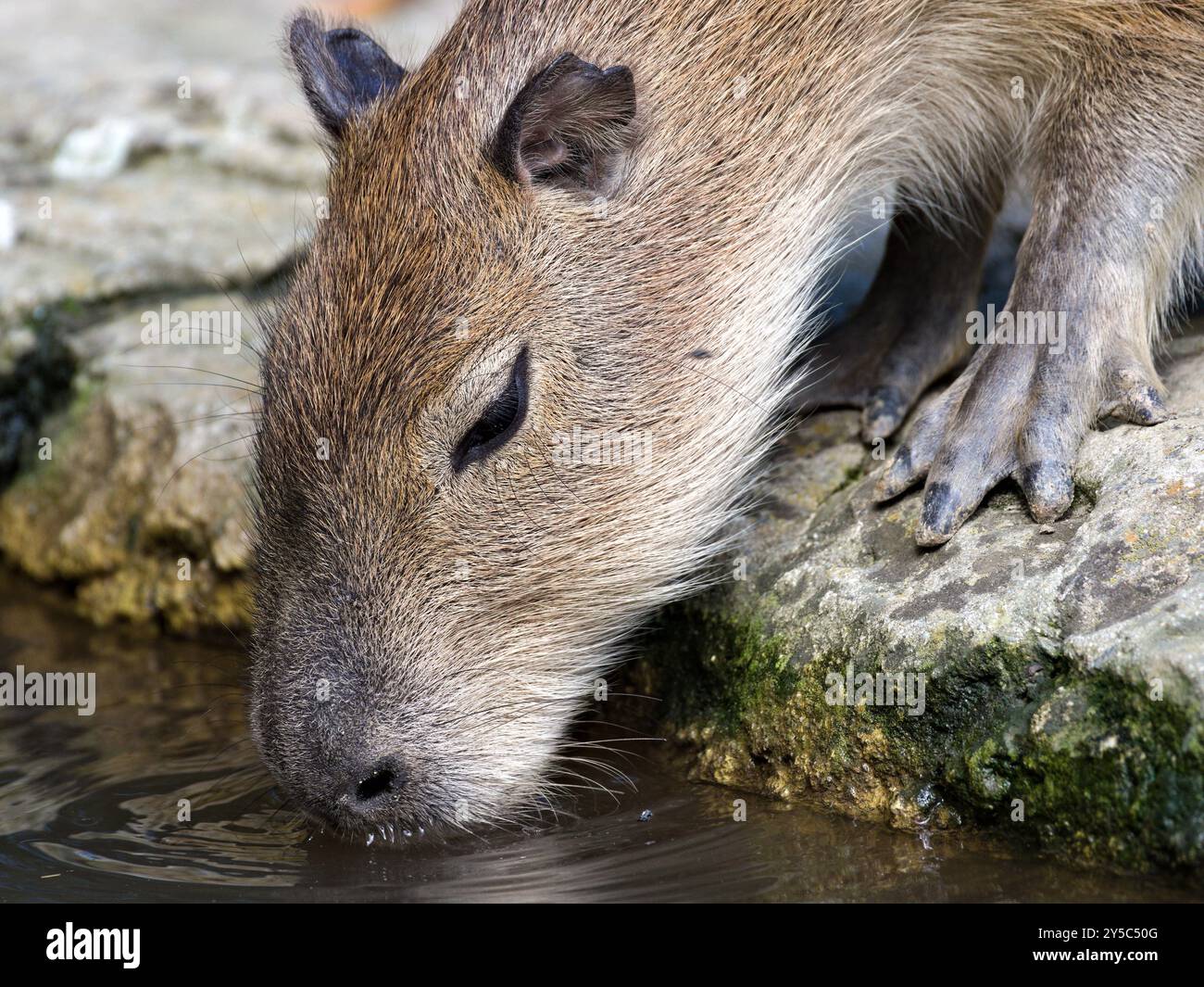 Capybara capybaras rodent rodents hi-res stock photography and images ...