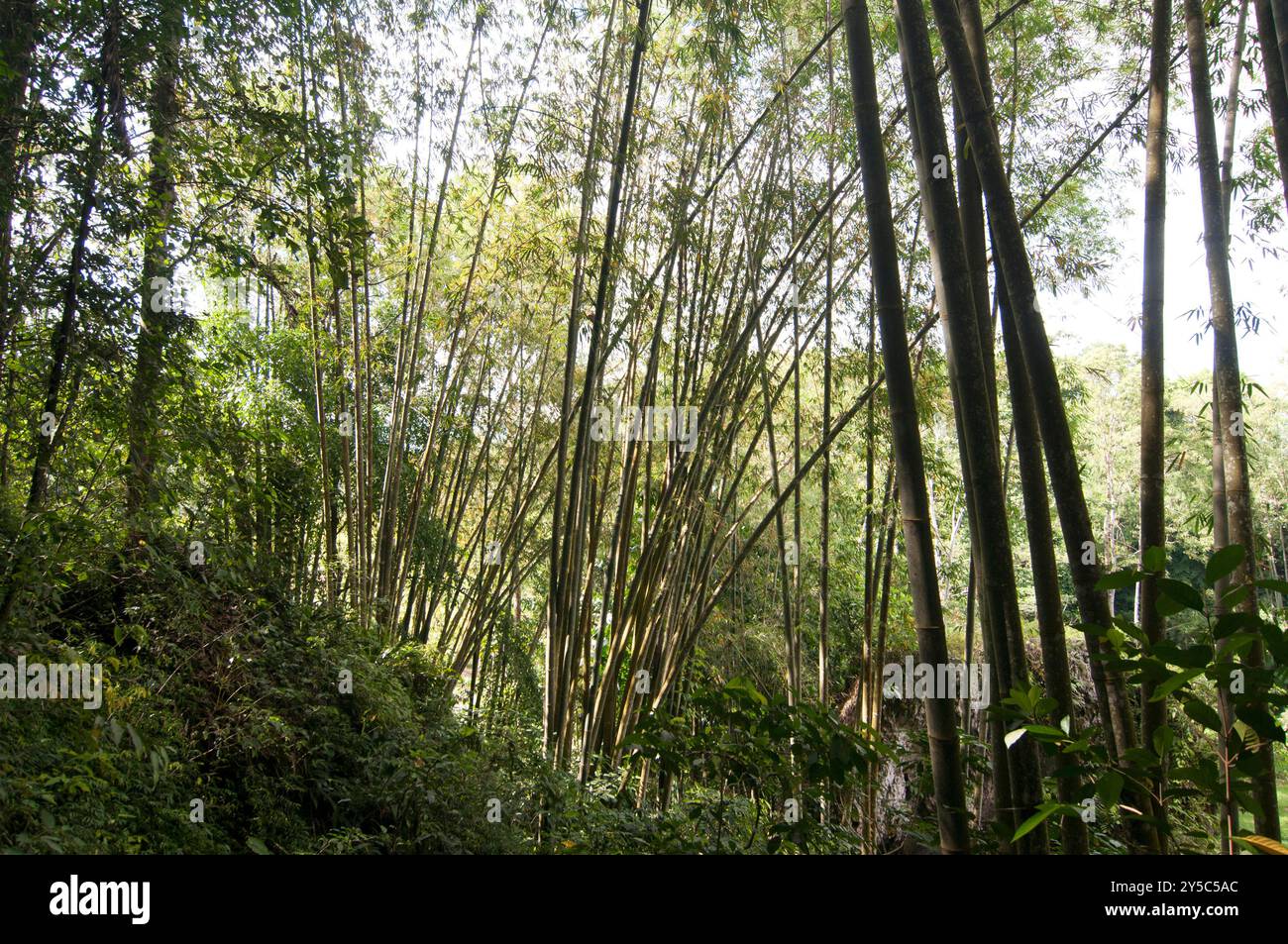 bamboo tree at Toraja Village Stock Photo - Alamy