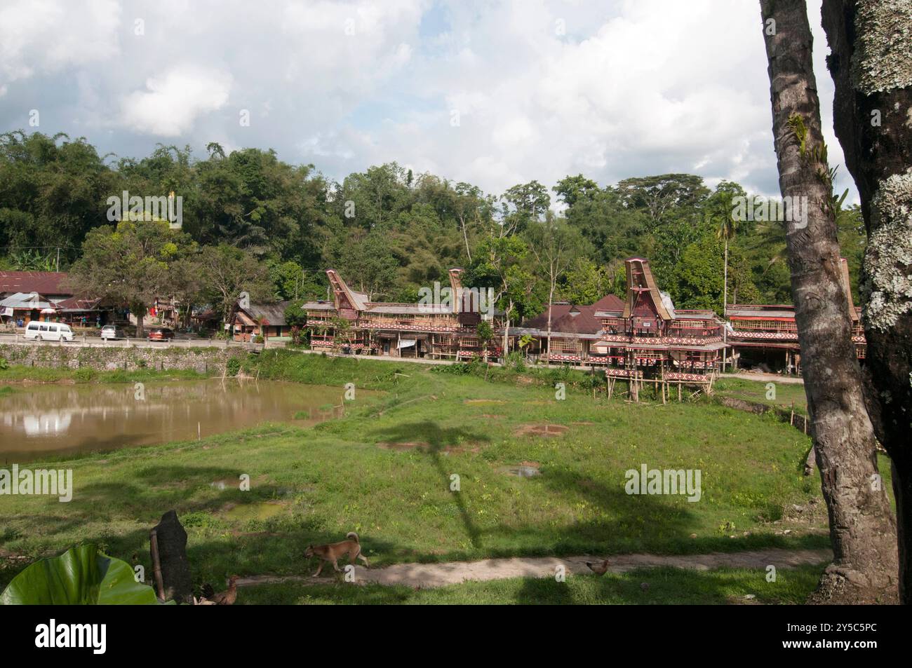 Tongkonan is traditional house of the Toraja tribe of South Sulawesi ...
