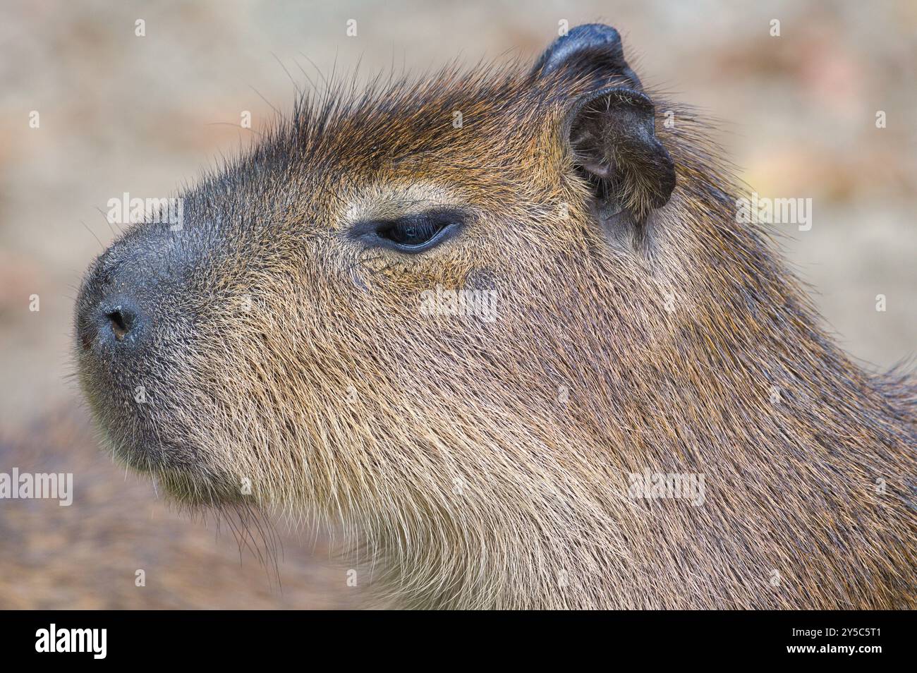 Hydrochoerus hydrochaeris aka capybara close-up head portrait. The largest living rodent Stock ...