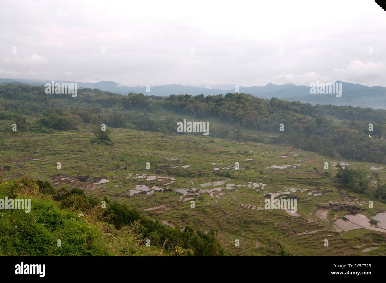 panoramic village rice fields with rice terraces at toraja, south ...