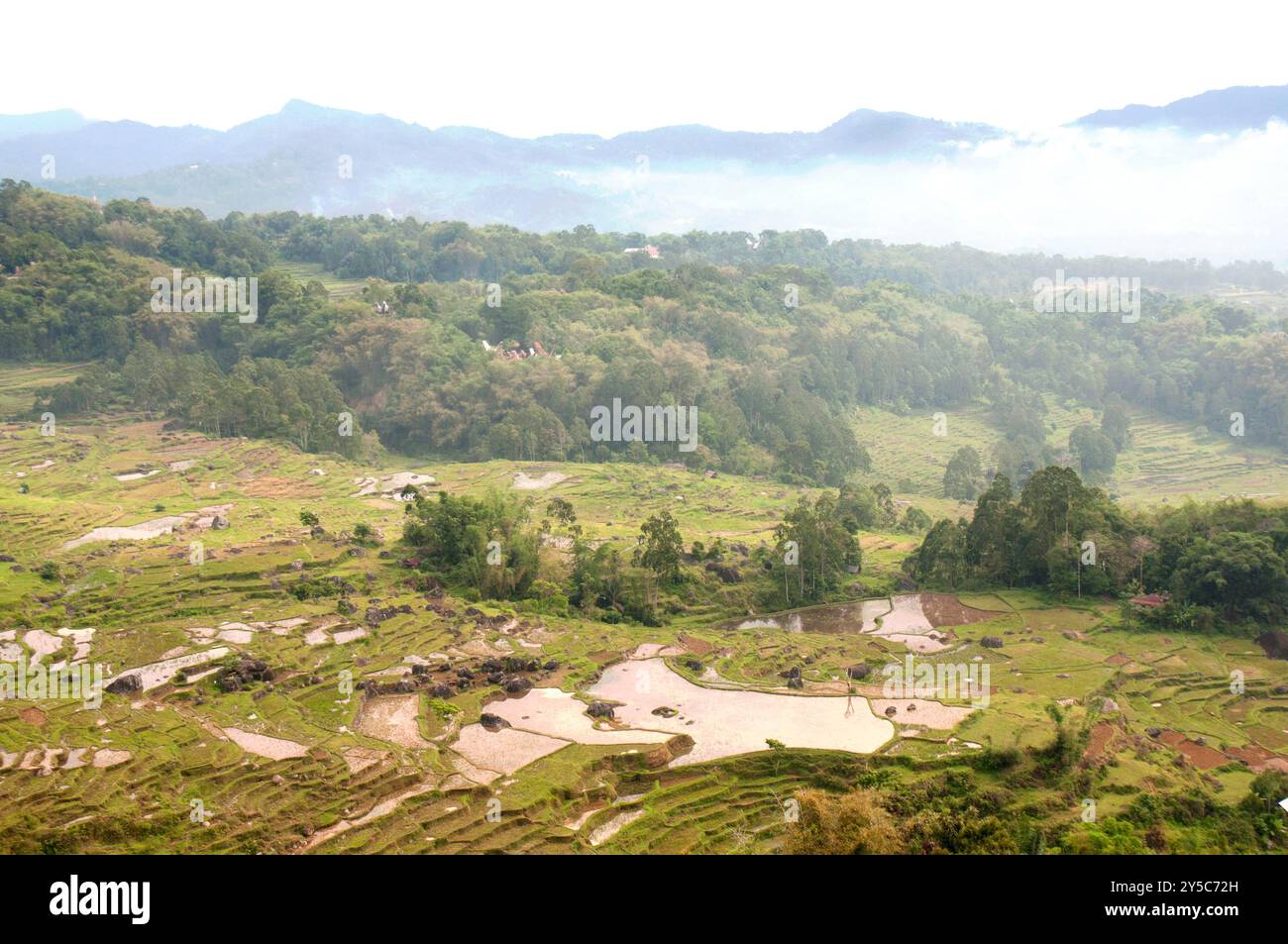 panoramic village rice fields with rice terraces at toraja, south ...