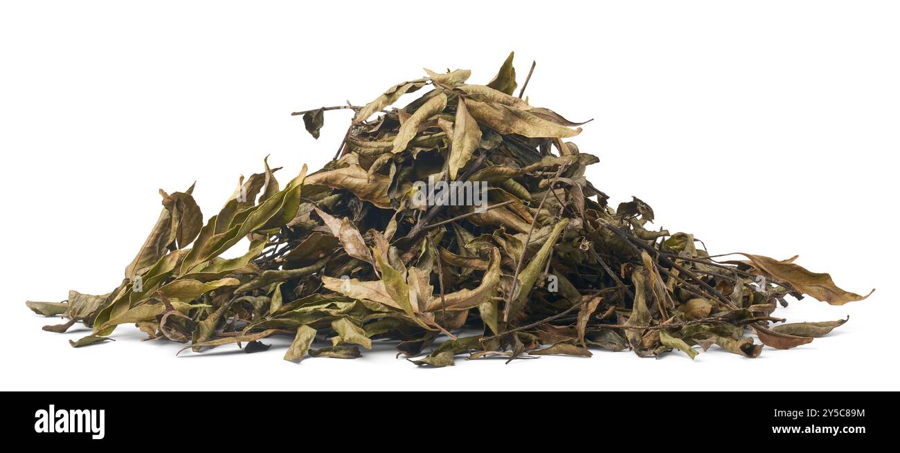 pile of air drying fresh curry leaves to preserve and store for long ...