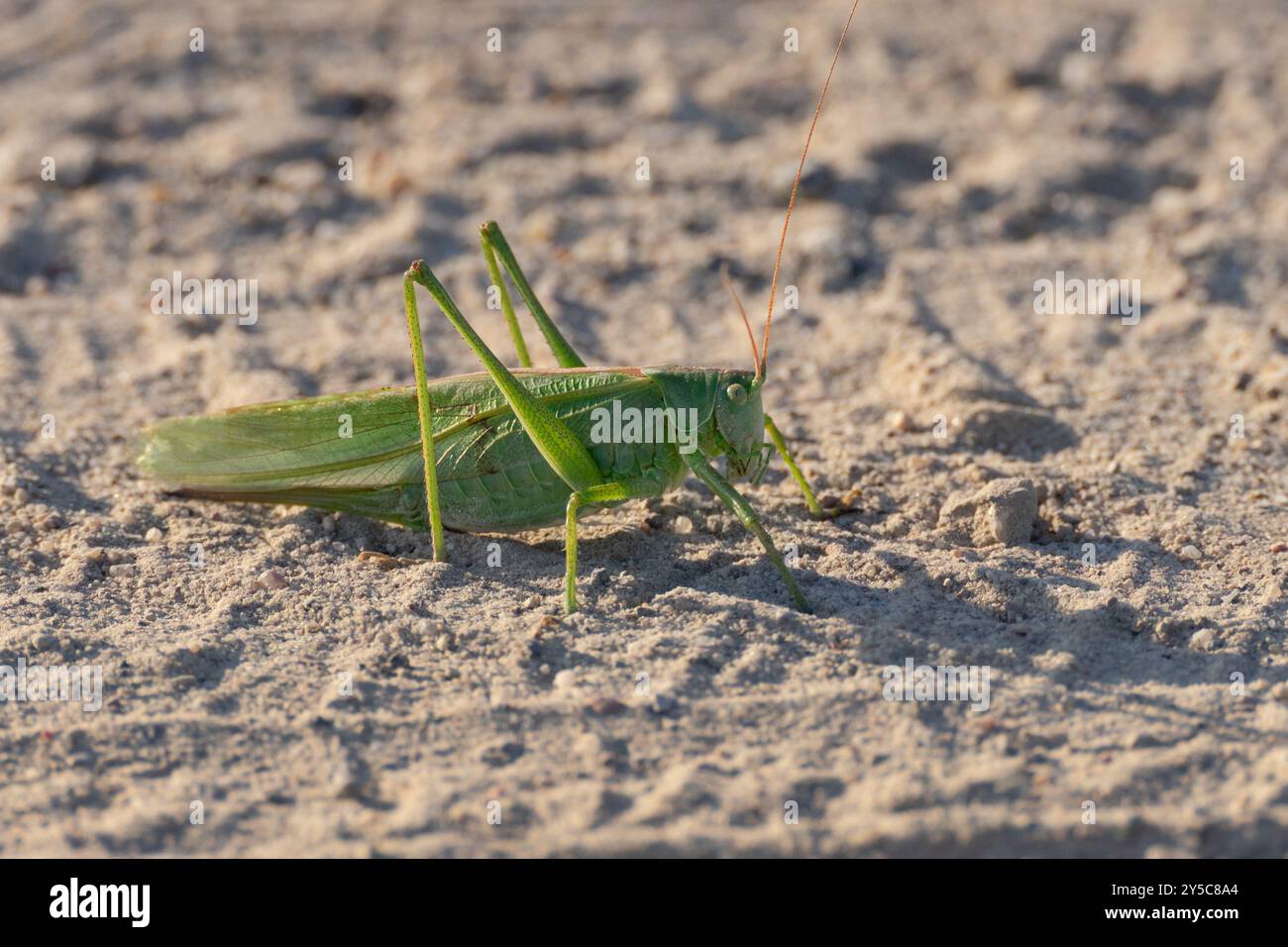 grasshopper on sand Stock Photo - Alamy