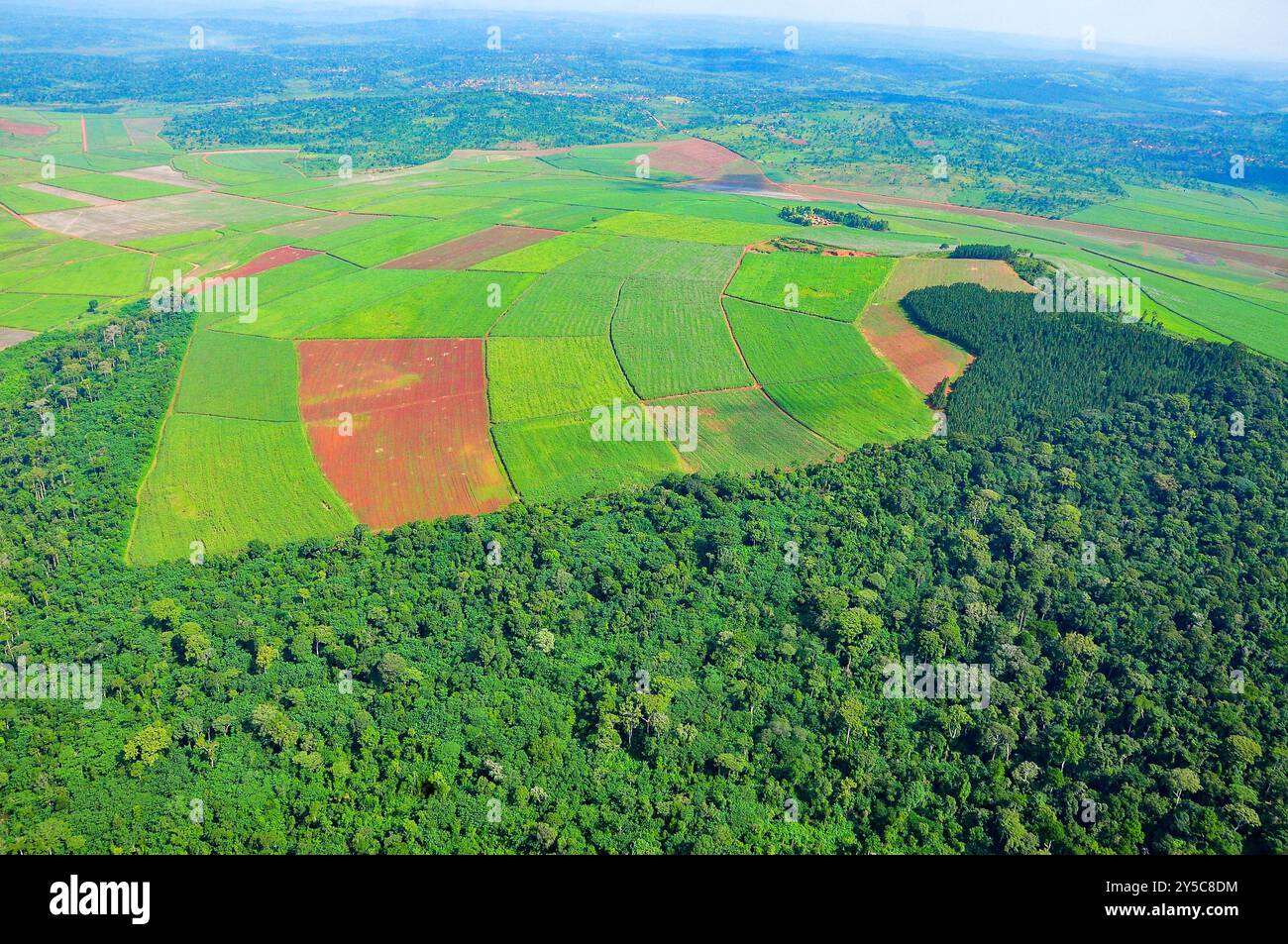 Sugarcane Plantation in Lugazi - Uganda Stock Photo - Alamy
