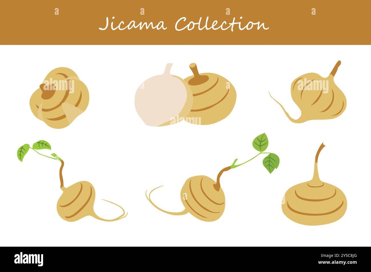 jicama collection in different poses. Vector illustration Stock Vector ...