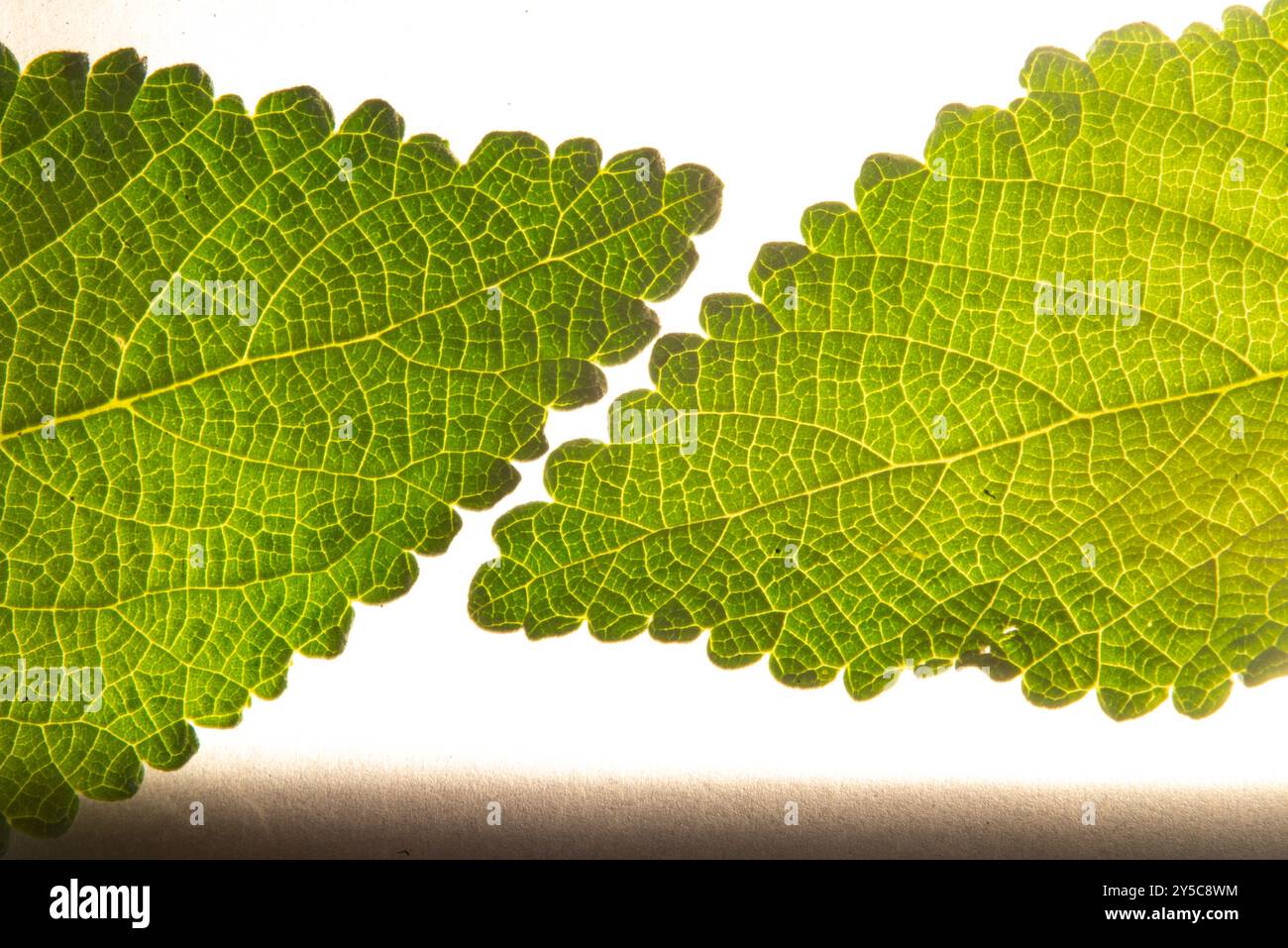 Ramie chinese grass hi-res stock photography and images - Alamy