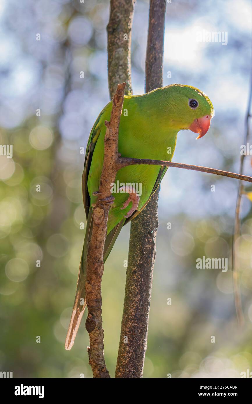 Plain Parakeet or Periquito Rico bird of the Atlantic Forest - South ...