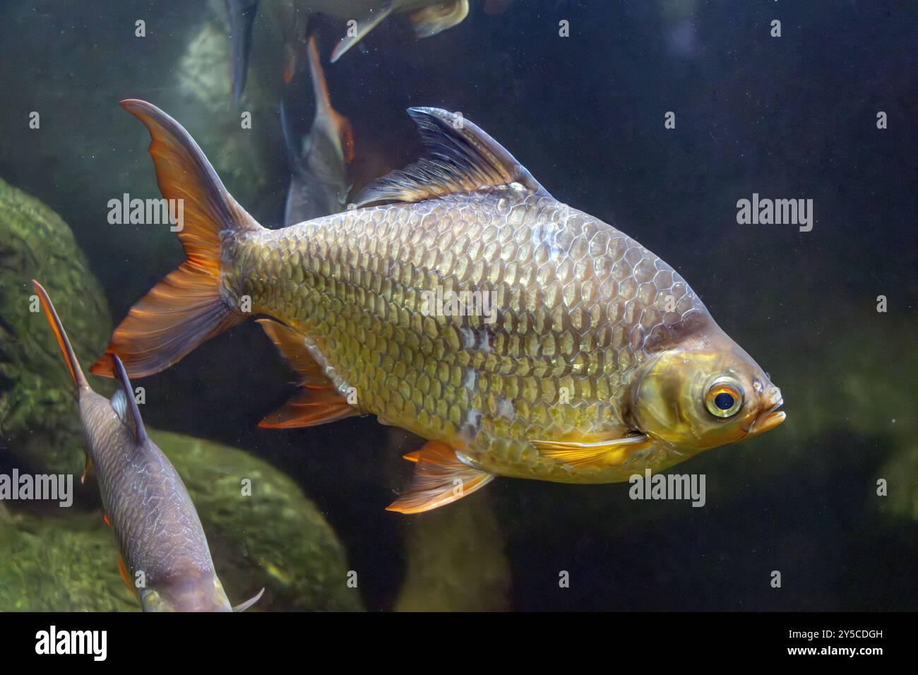 The Tinfoil Barb - Barbodes schwanenfeldii, floating in water Stock ...
