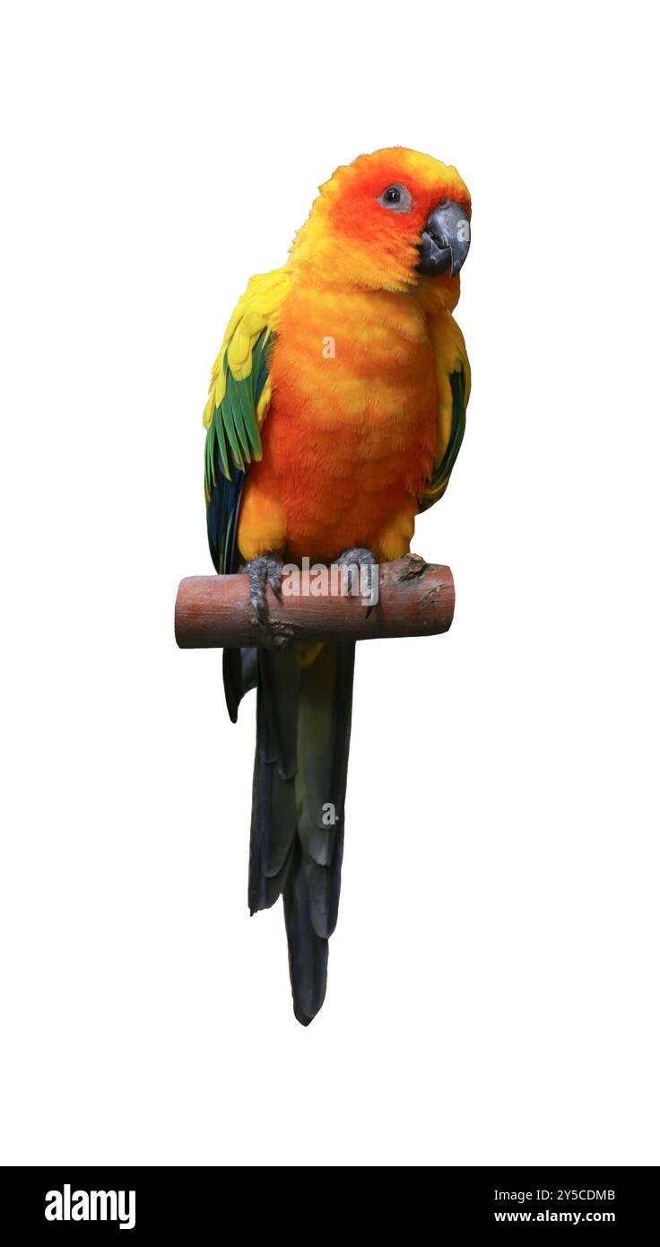 Yellow sun bird Cut Out Stock Images & Pictures - Alamy