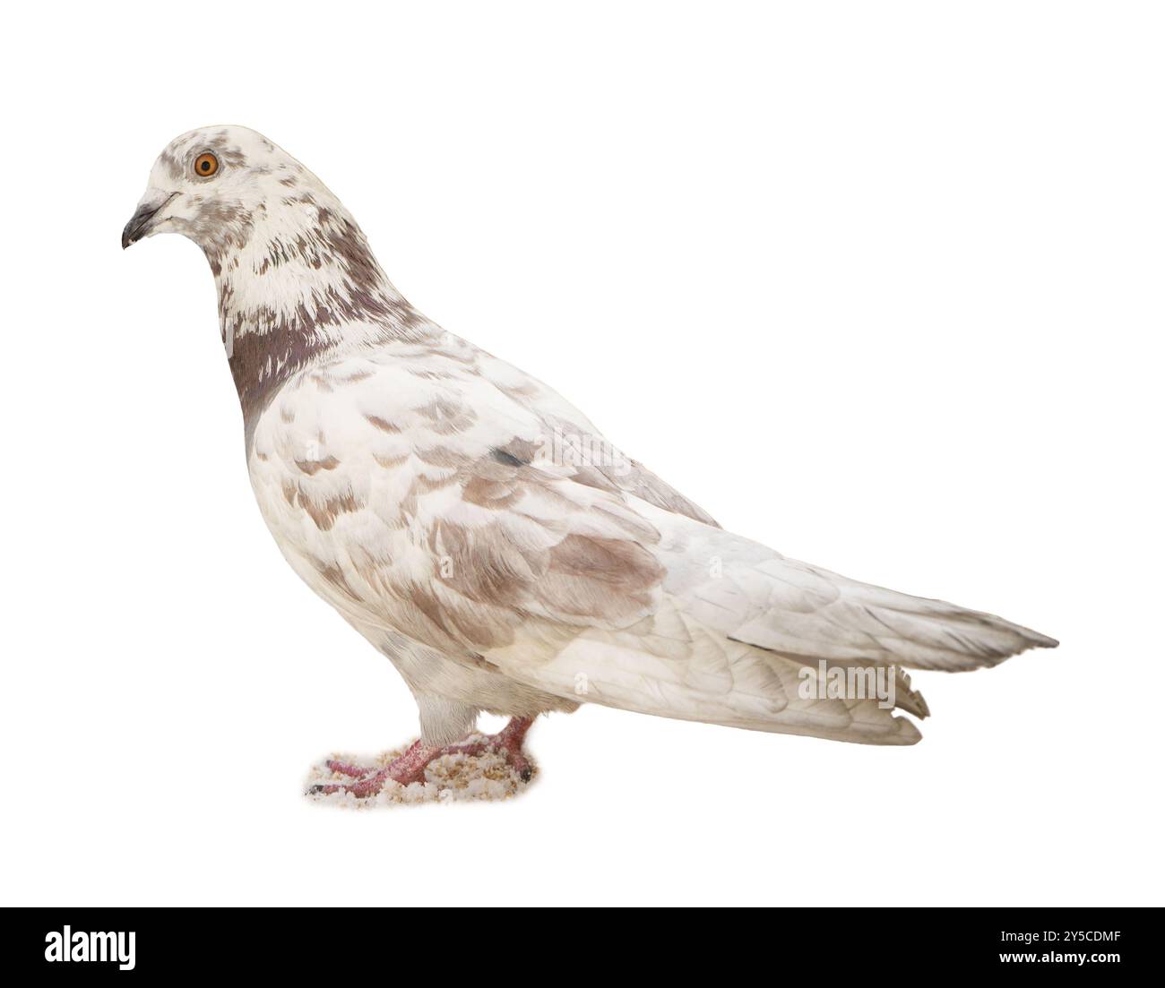 One beautiful spotted dove on white background Stock Photo - Alamy