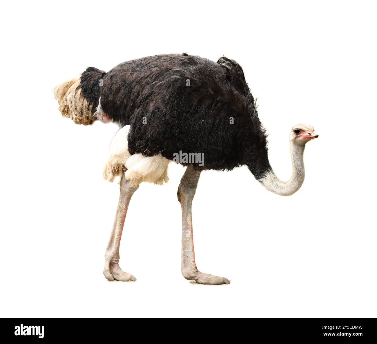 Beautiful ostrich on white background. Exotic bird Stock Photo - Alamy