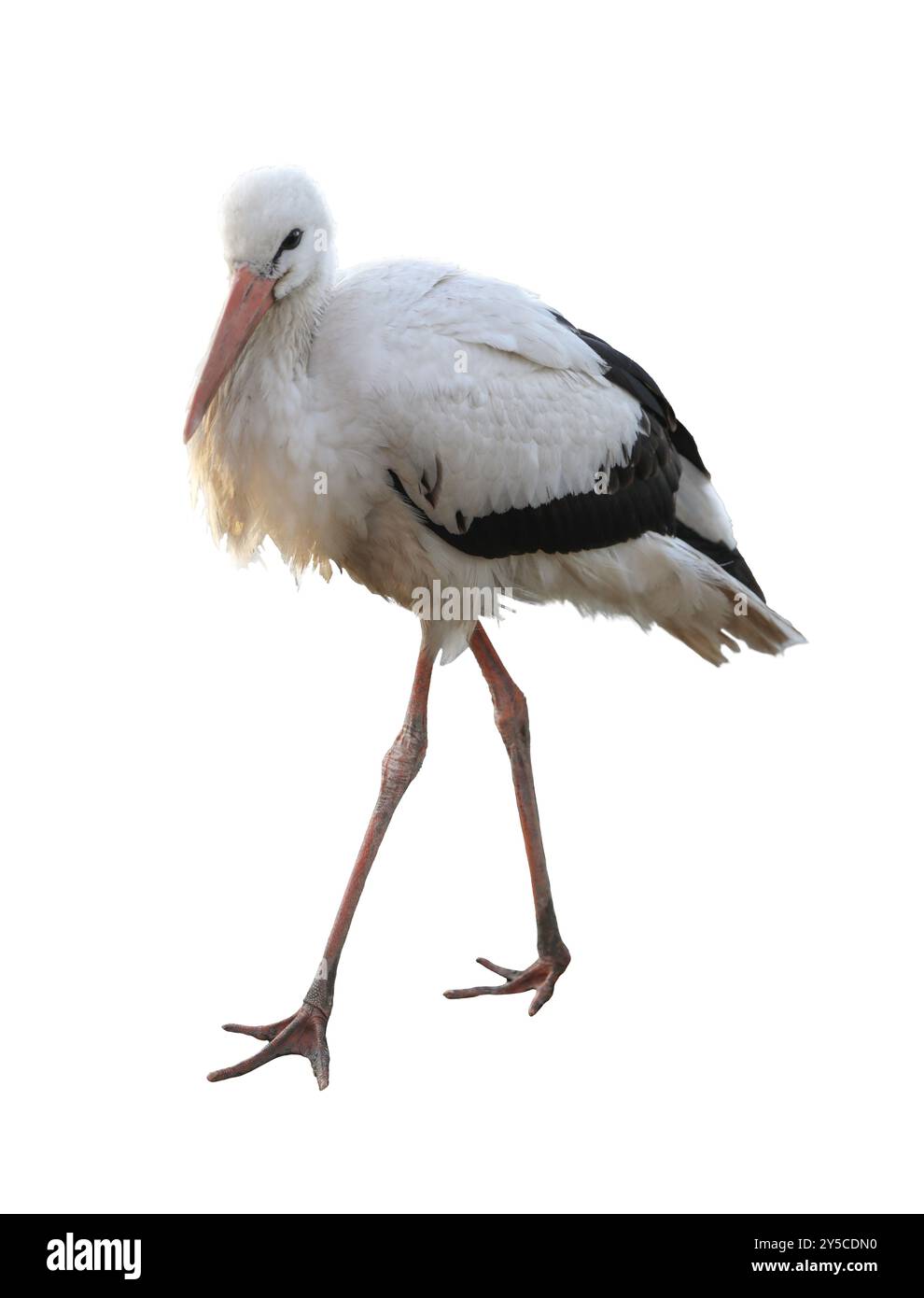 Beautiful white stork on white background. Exotic bird Stock Photo - Alamy