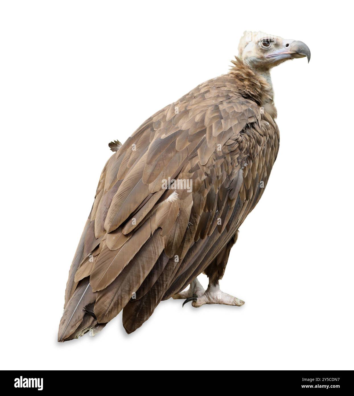 Vulture on wild bird Cut Out Stock Images & Pictures - Alamy