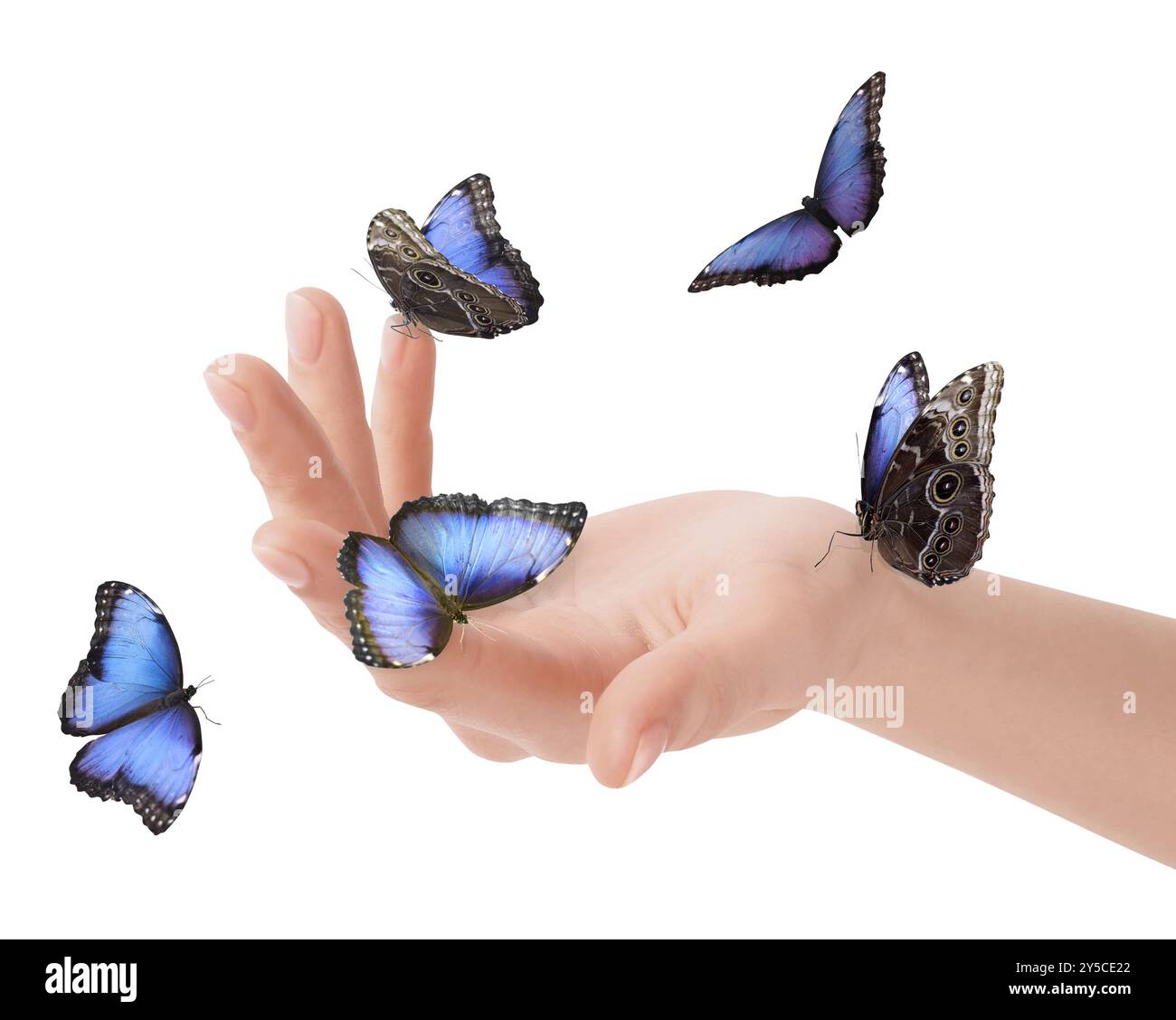 Hand holding delicate white Cut Out Stock Images & Pictures - Alamy